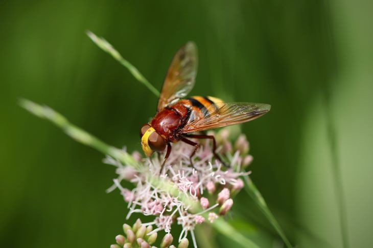 Europese- en Aziatische hoornaar >> Info, tips & 24/7 hulp