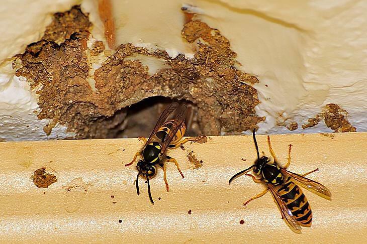 10 weetjes over wespen die u moet weten!